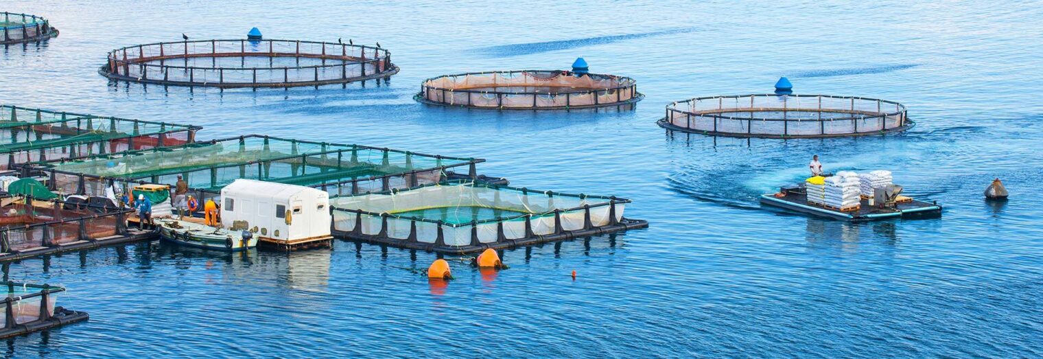 What is Aquaculture – aac-europe